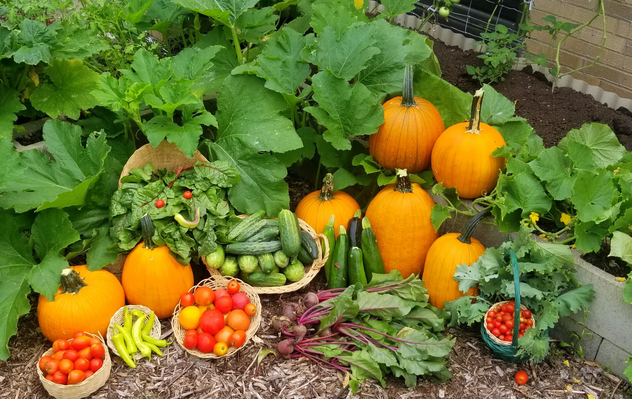 Welcome to Katie's Krops ! – Growing for the Greater Good!